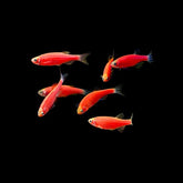 GloFish for Sale | AquariumFish.com