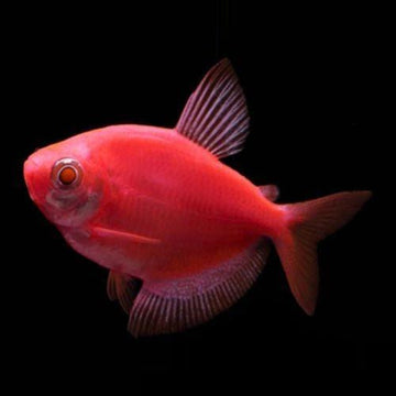 GloFish for Sale | AquariumFish.com