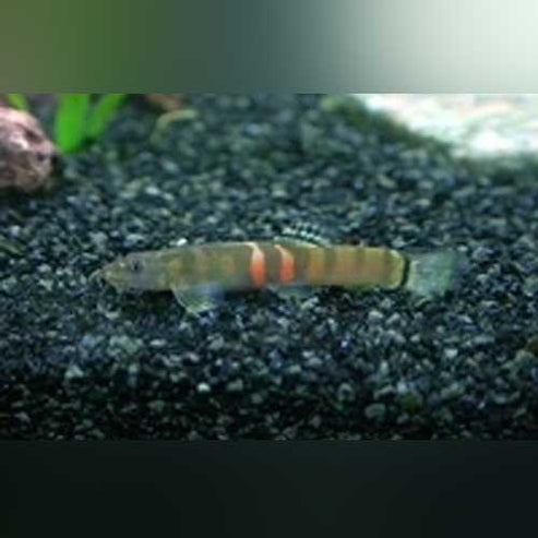 Sumo Loach for sale – AquariumFish.com