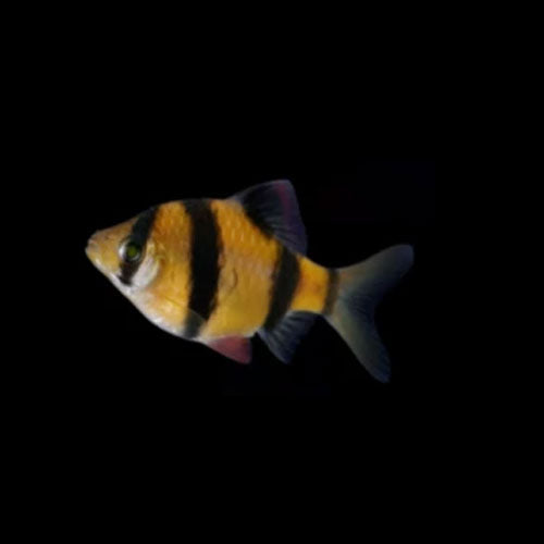 Sunburst Orange Glofish Barb for sale – AquariumFish.com
