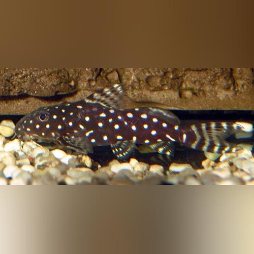 Synodontis Angelicus Catfish for sale – AquariumFish.com