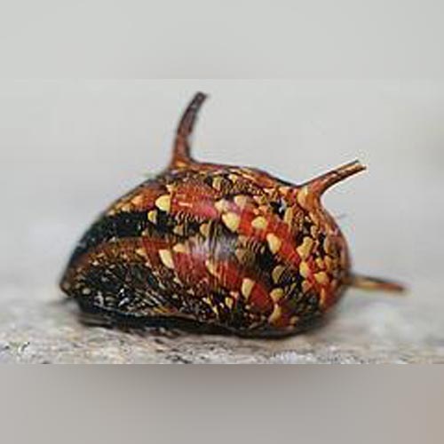 Thorny Tricolor Snail for sale – AquariumFish.com