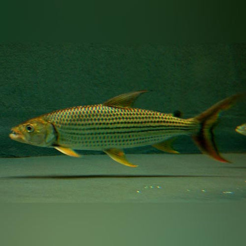 Tigerfish Vittatus for sale – AquariumFish.com