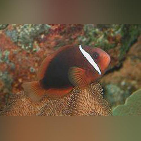 Tomato Clownfish for sale – AquariumFish.com
