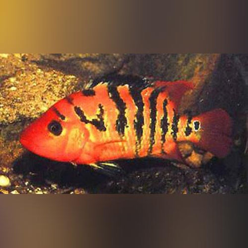 True Red Terror for sale – AquariumFish.com