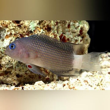 Dottybacks – AquariumFish.com