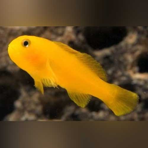 Yellow Clown Goby for sale – AquariumFish.com