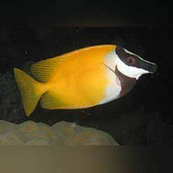 Yellow Foxface Rabbitfish for sale – AquariumFish.com