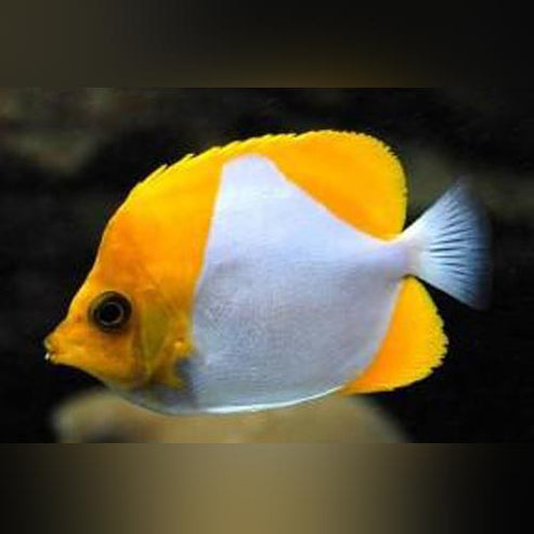 Yellow Zoster Butterflyfish for sale – AquariumFish.com