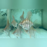 Angelfish – Page 3 – AquariumFish.com