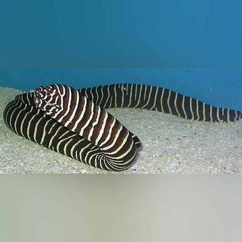 Zebra Moray Eel For Sale | Live Eel For Aquarium – AquariumFish.com