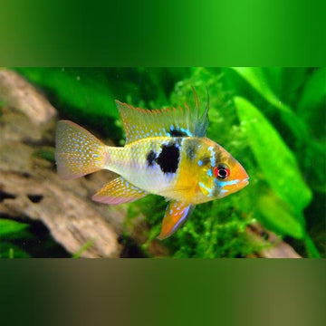 Rams – AquariumFish.com
