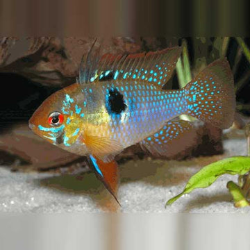 Rams – AquariumFish.com