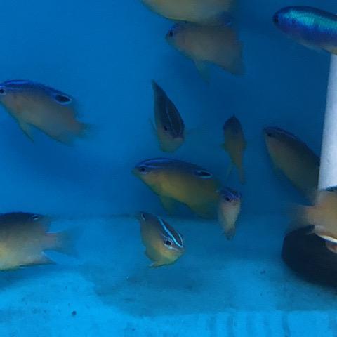 Orange Honey Damselfish for sale – AquariumFish.com