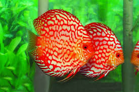 Checkerboard Discus for sale – AquariumFish.com