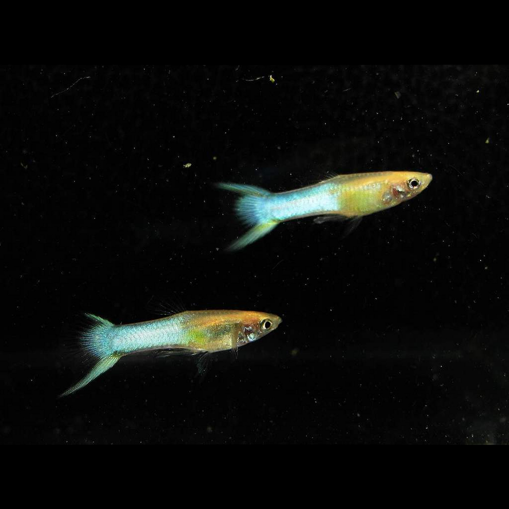 Male Sky Blue Endler for sale – AquariumFish.com