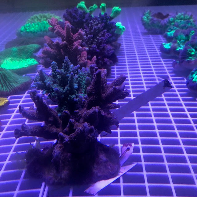 Super Fancy Acropora Coral for sale – AquariumFish.com