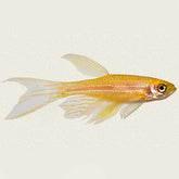 Danios – AquariumFish.com