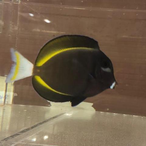 Gold Rim Tang for sale – AquariumFish.com
