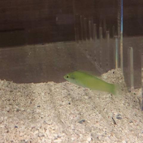 Green Coris Wrasse for sale – AquariumFish.com