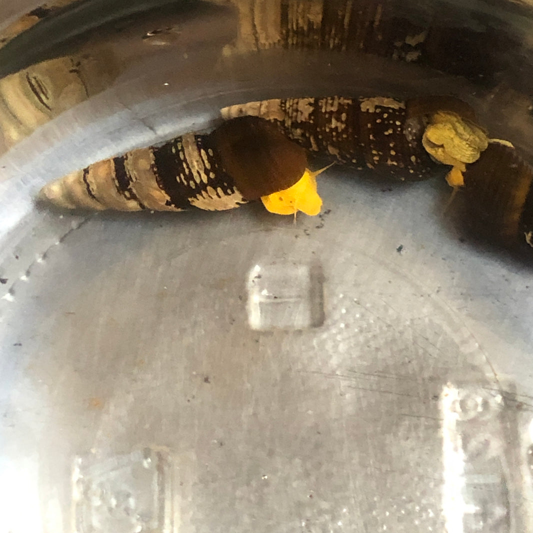 Freshwater Snails – AquariumFish.com