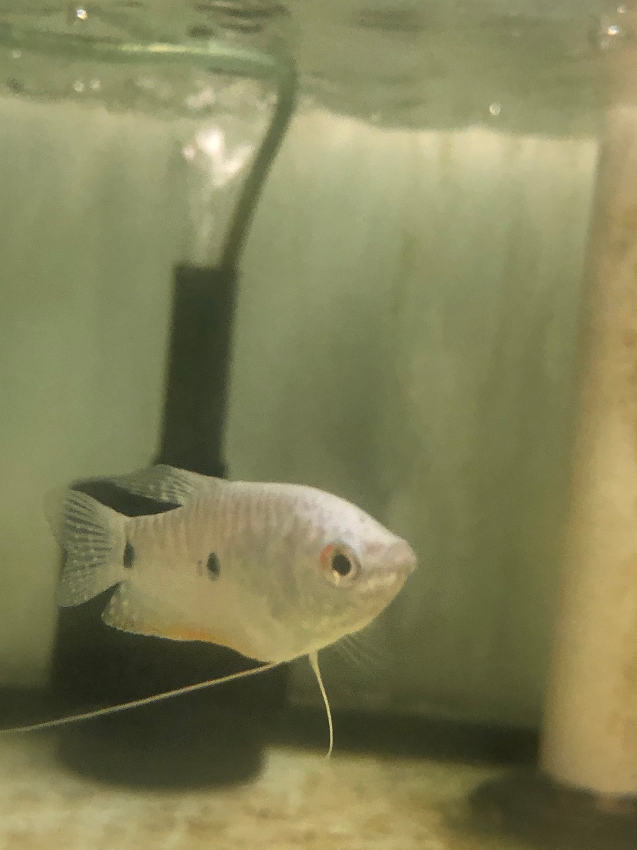 Blue Gourami for sale – AquariumFish.com