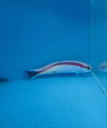 Saltwater Goby – Page 3 – AquariumFish.com