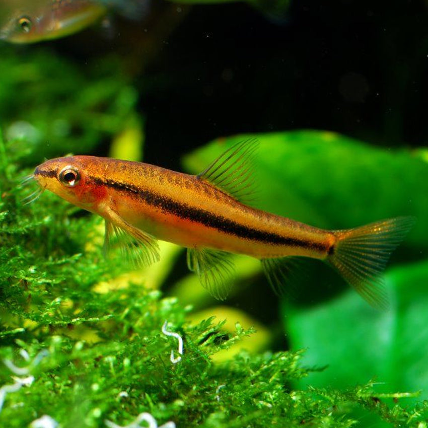 Rosy Loach for sale – AquariumFish.com