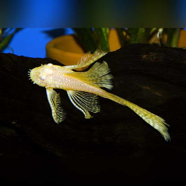 L-144 Bushynose Albino Longfin Pleco for sale – AquariumFish.com