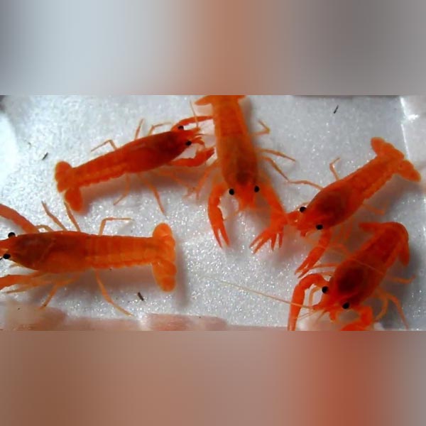 Neon Red Lobster for sale – AquariumFish.com