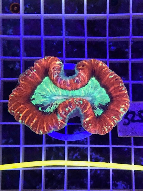 Red Brain Coral for sale – AquariumFish.com