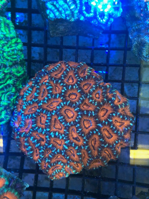Crush Acan Echinata Coral for sale – AquariumFish.com