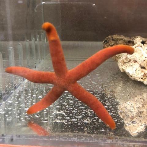 Orange Linckia Starfish for sale – AquariumFish.com