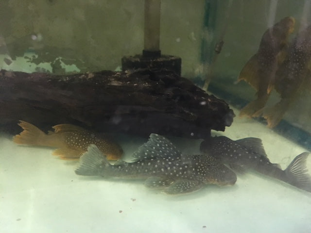 L-128 Blue Phantom Pleco for sale – AquariumFish.com