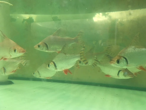 Red Tail Prochilodus for sale – AquariumFish.com