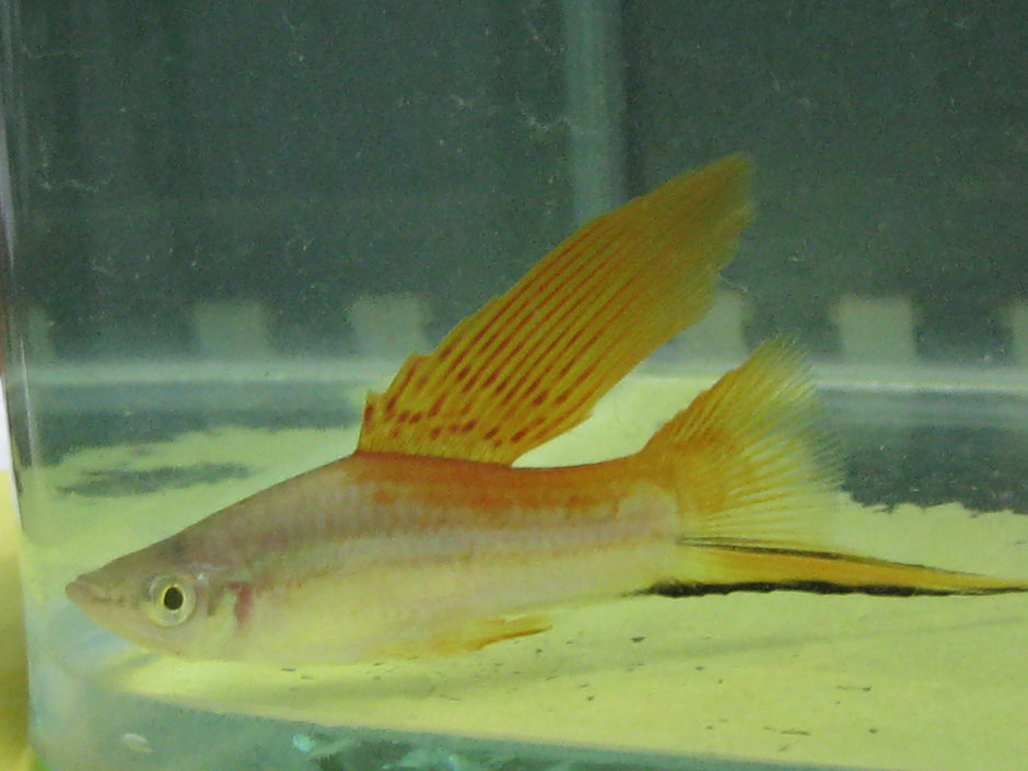 Swordtails – AquariumFish.com