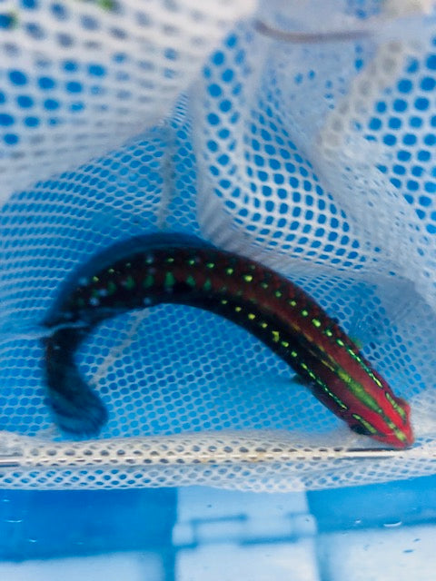 Christmas Wrasse for sale – AquariumFish.com