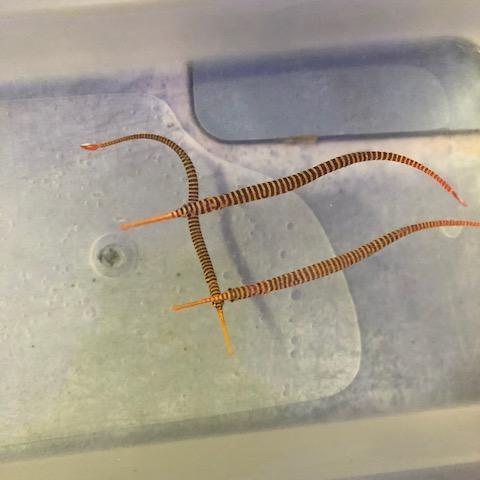 Yellow Multibanded Pipefish for sale – AquariumFish.com